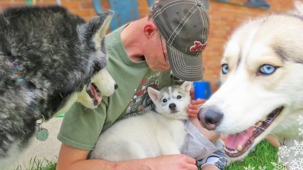 Husky Puppy Meets Big Sisters Shelby and Oakley - YouTube