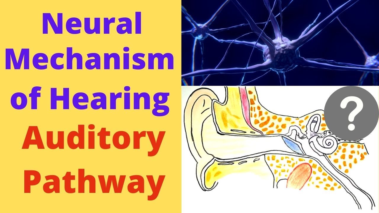 Auditory pathway| Neural mechanism of Hearing| - YouTube