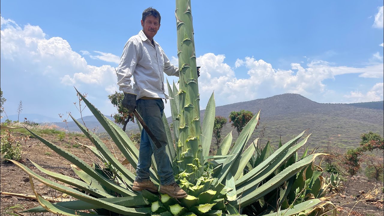 QUIOTE de MAGUEY el MANJAR de LOS DIOSES De donde lo sacan/ Como se ...