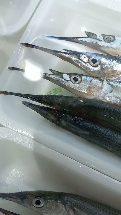 입이 학주둥이처럼 생겨 학꽁치~ 일식집에서 보는 사요리회가 바로 요 학꽁치회 초밥 회무침 튀김 구이 조림 모두