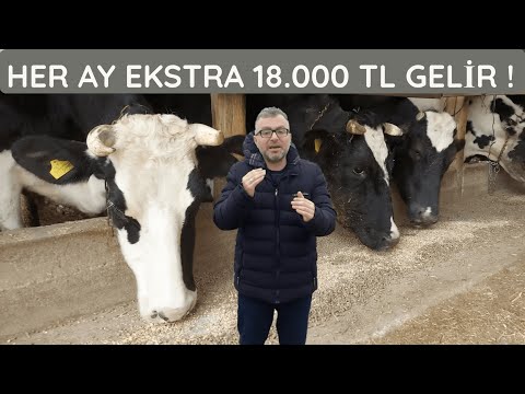BU ÇİFTLİKTE SÜT 3 LİTRE ARTTI | MASRAFSIZ VERİM ARTTIRAN YÖNTEM !