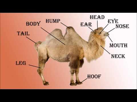Camel Body Parts - YouTube