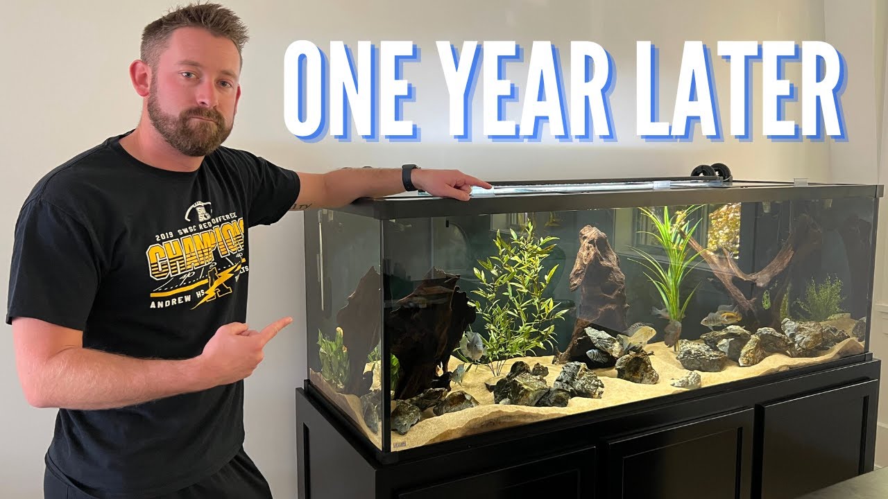 180 Gallon American Cichlid Tank | Billy Donovan's Custom Aquarium ...