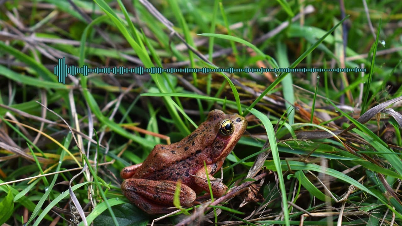 Red-legged Frog Mating Calls - YouTube