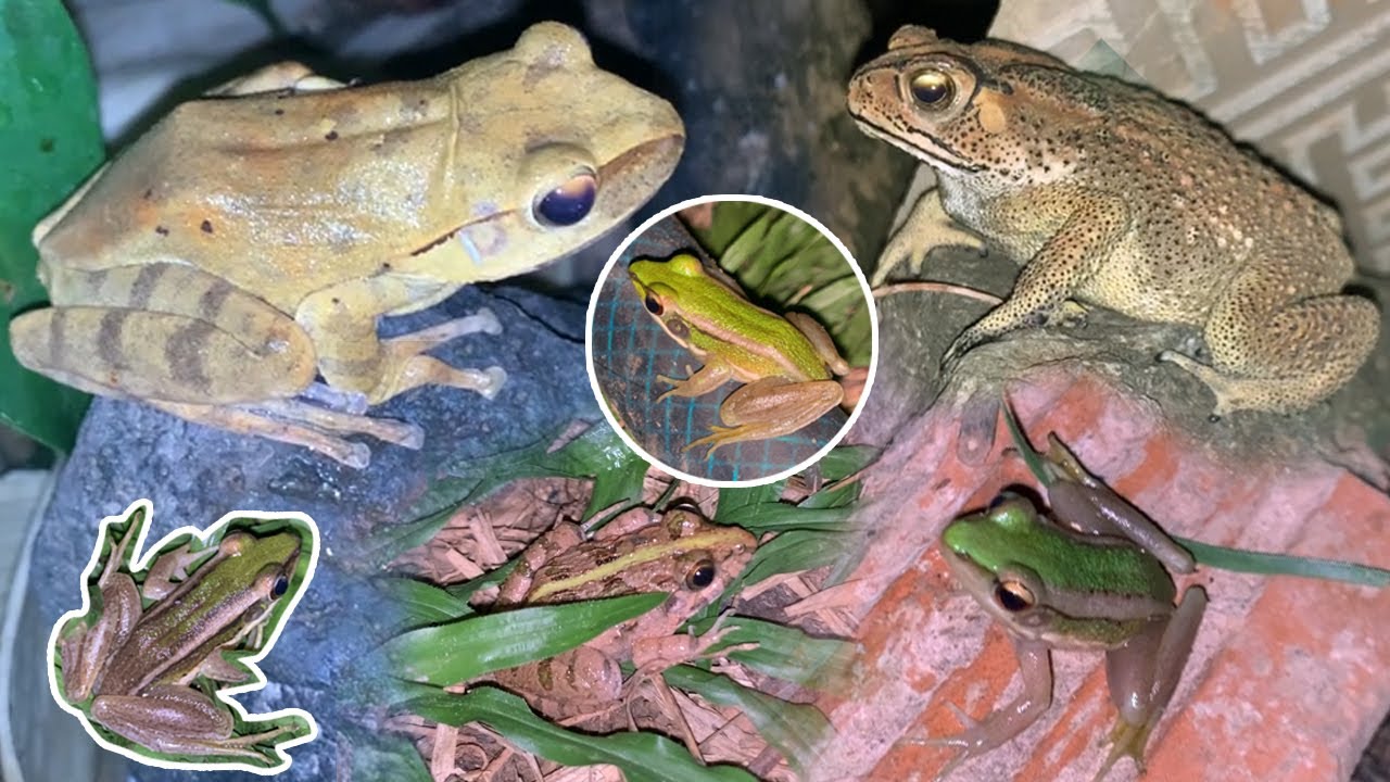 Paddy green frogs / Common tree frog / Grass frogs / Funny videos # ...