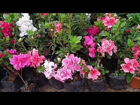 Azalia Plant Camelia Plant Hydrangea Plant Anthurium Kalenchoe Rose ...