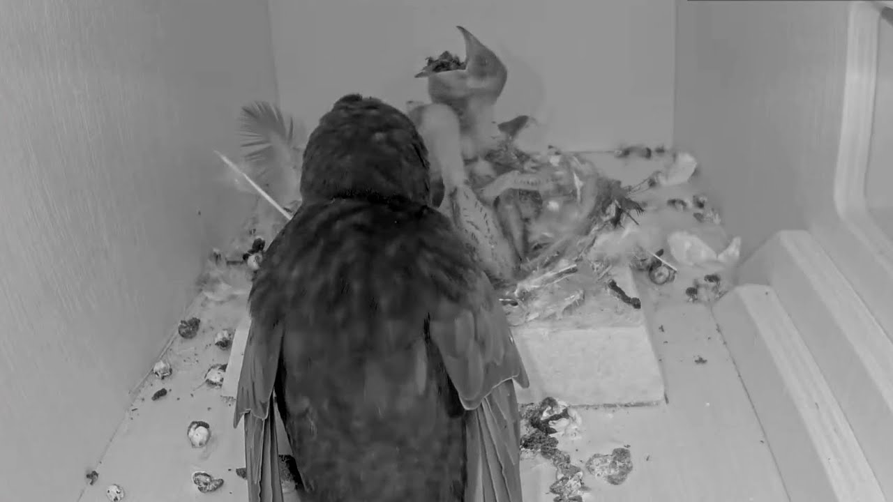 Swift Nest Box/RSPB ☆ June 13th - YouTube