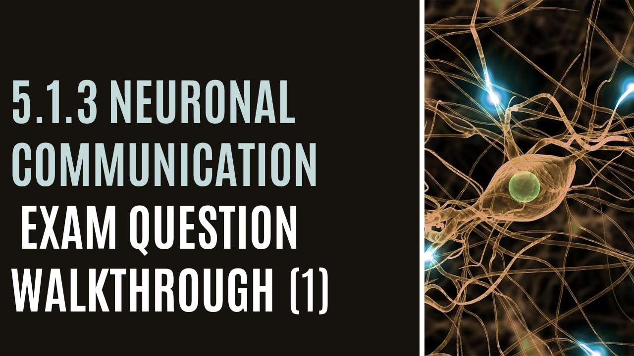 EASY method for REFLEX ARC exam question pt.1 | A-level Biology - YouTube