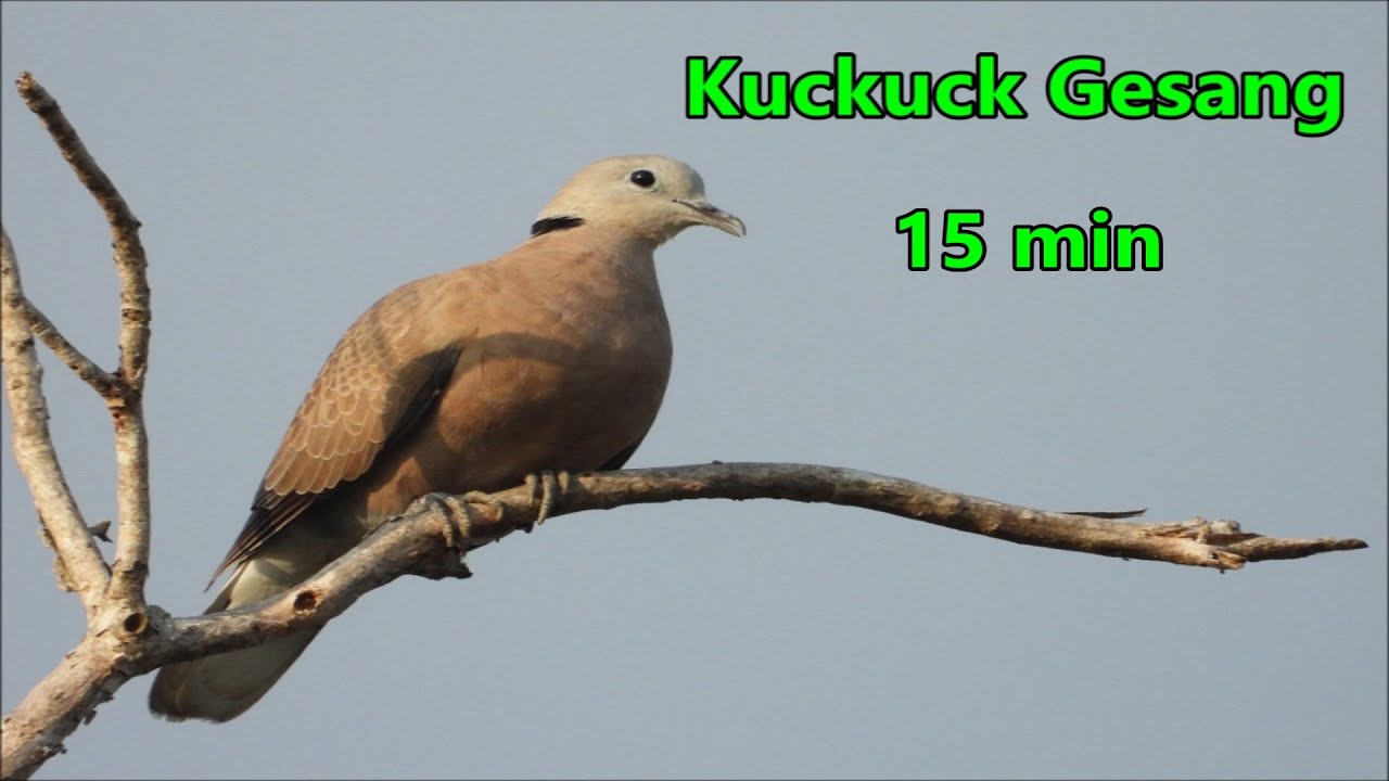 Kuckuck Geräusch 15 Minuten Kuckuck Gesang Sound - YouTube