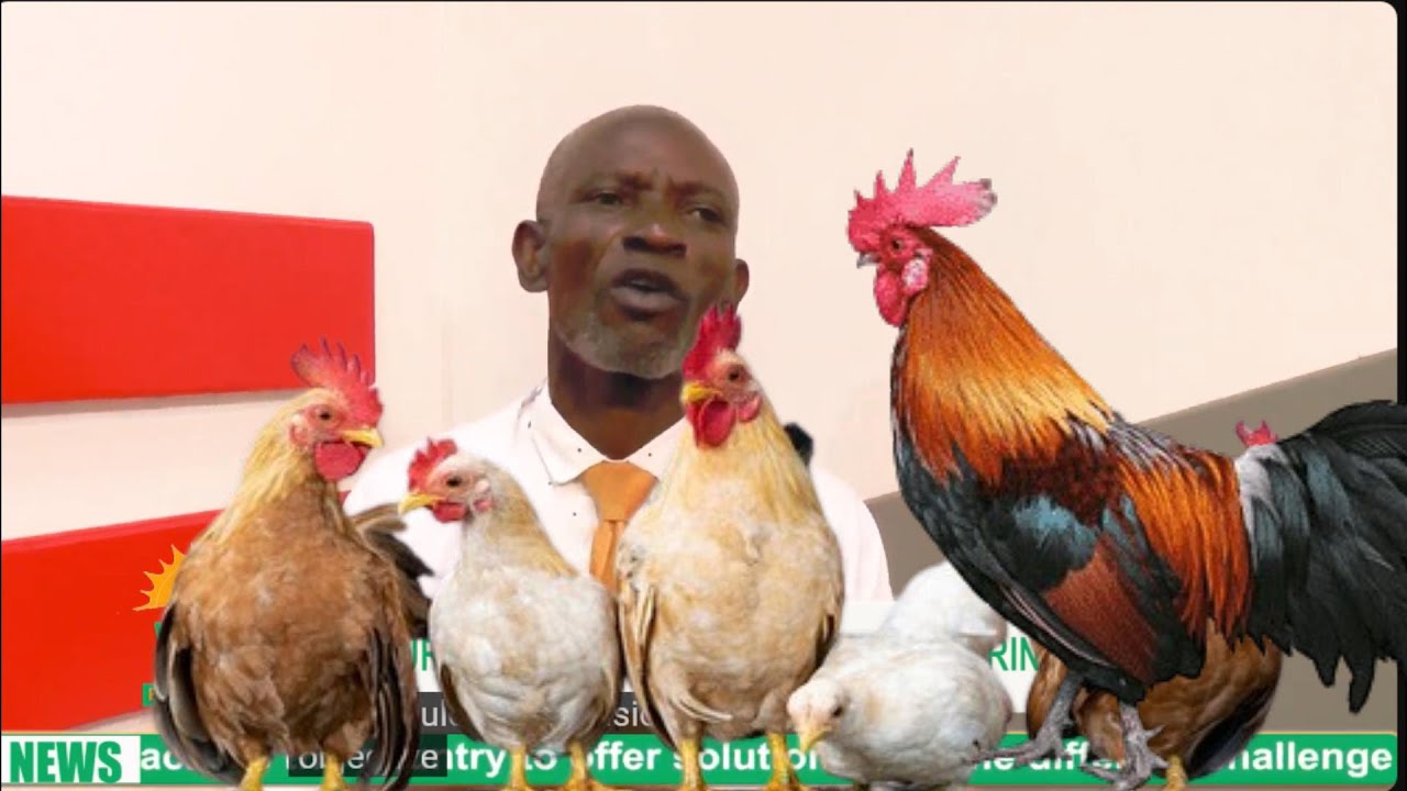 HOW TO START SMALL POULTRY FARM AND MAKE MILLIONS OF MONEY IN SHORT ...