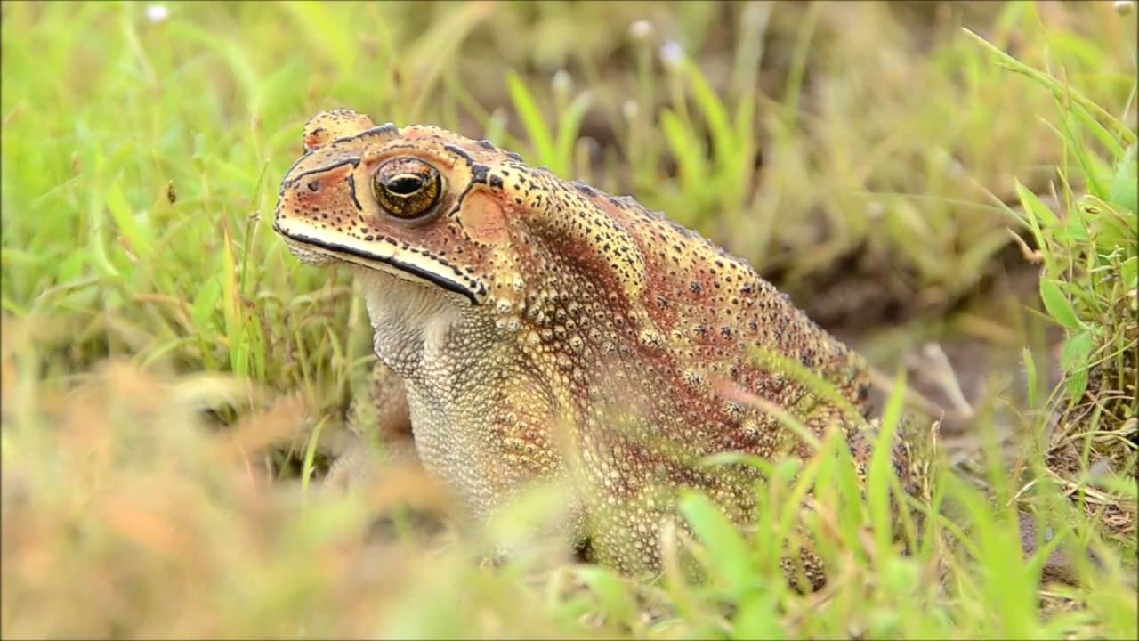 Common Asian Toad - YouTube