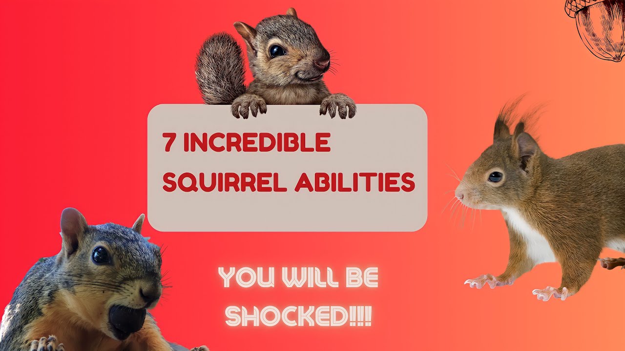 The Incredible Squirrel Powers You’ve Never Heard Of! - YouTube