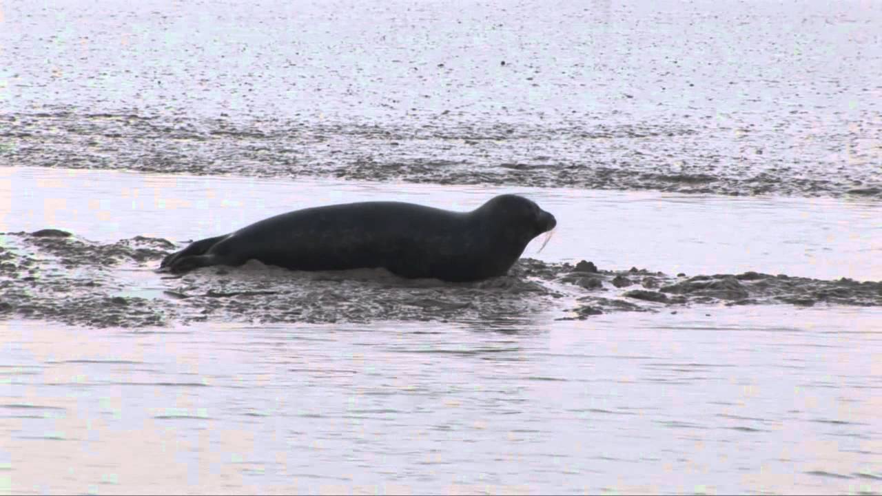 KeepTurningLeft Season 3 the seal at Iken Cliff - YouTube