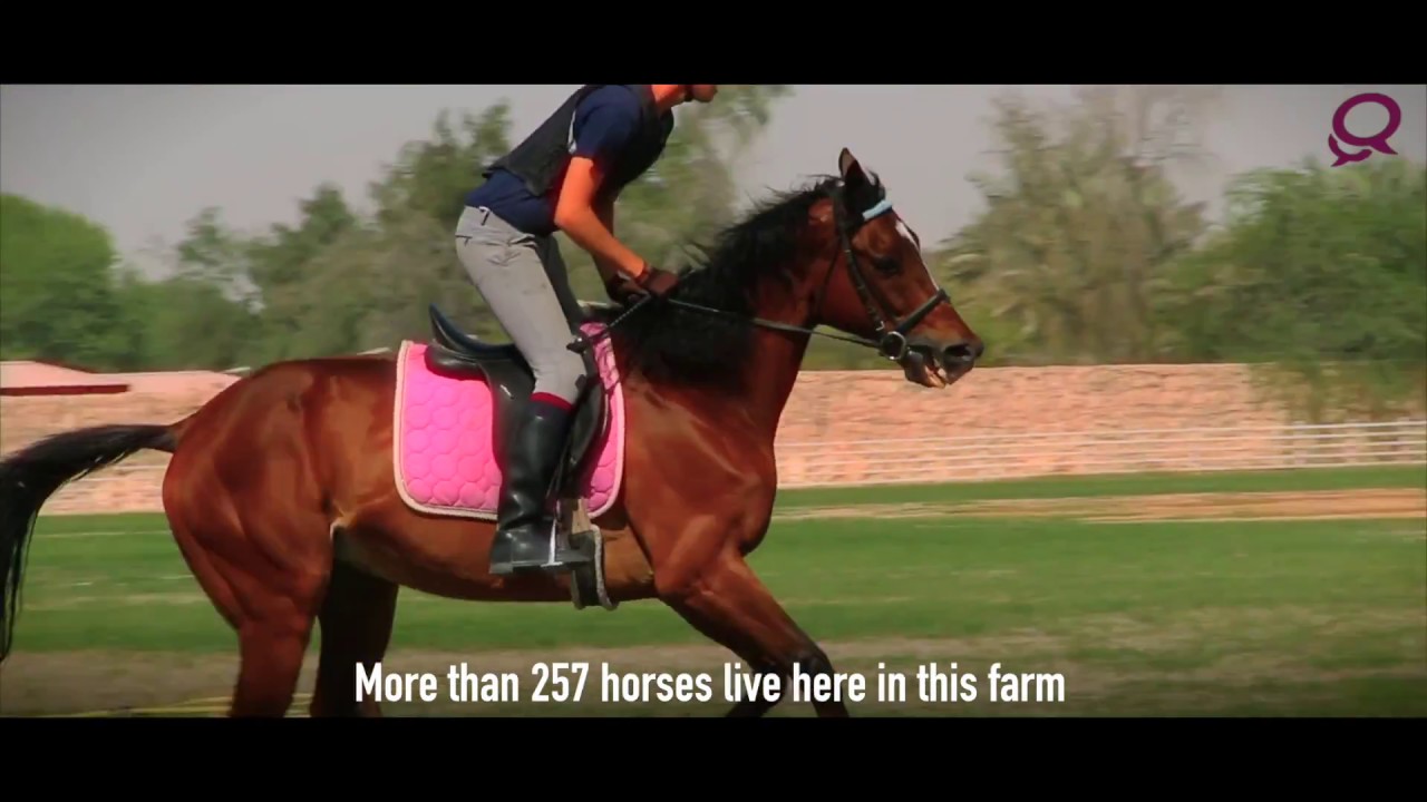 Exploring Qatar: Al Samariyah farm - YouTube