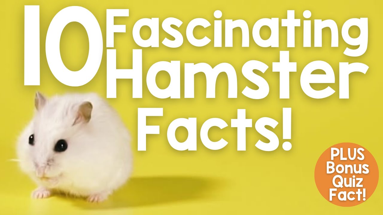 10 Hamster Facts! PLUS Bonus Quiz Fact! - YouTube