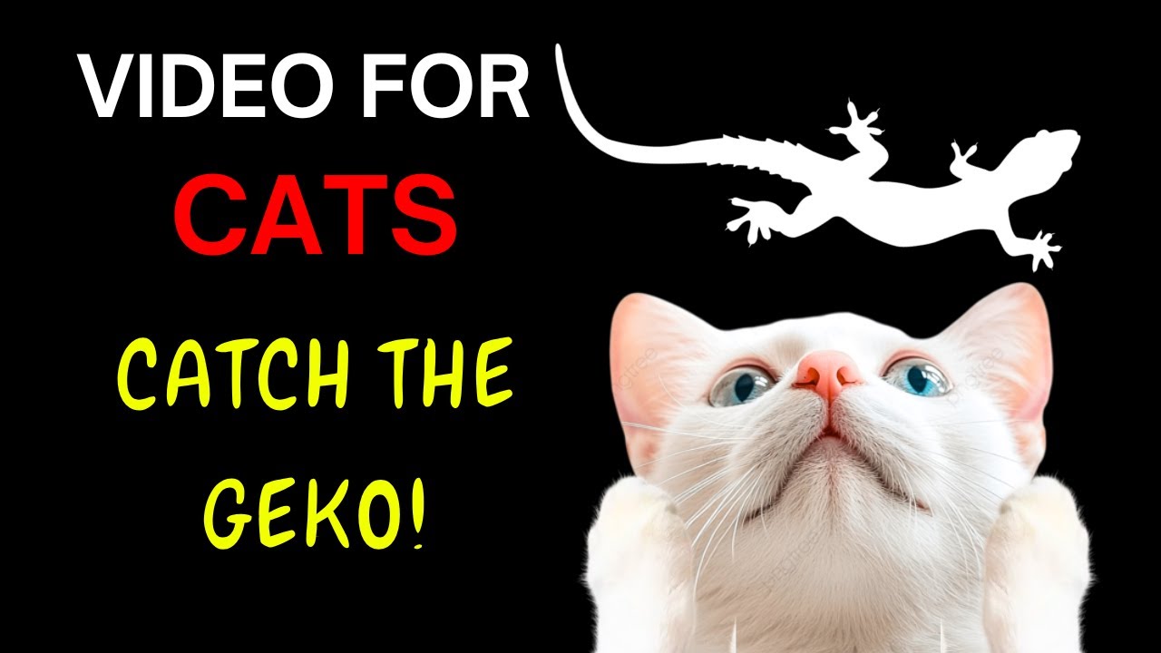 Non-Stop Gecko Chase! Perfect 8-Hour Video for Cats - YouTube