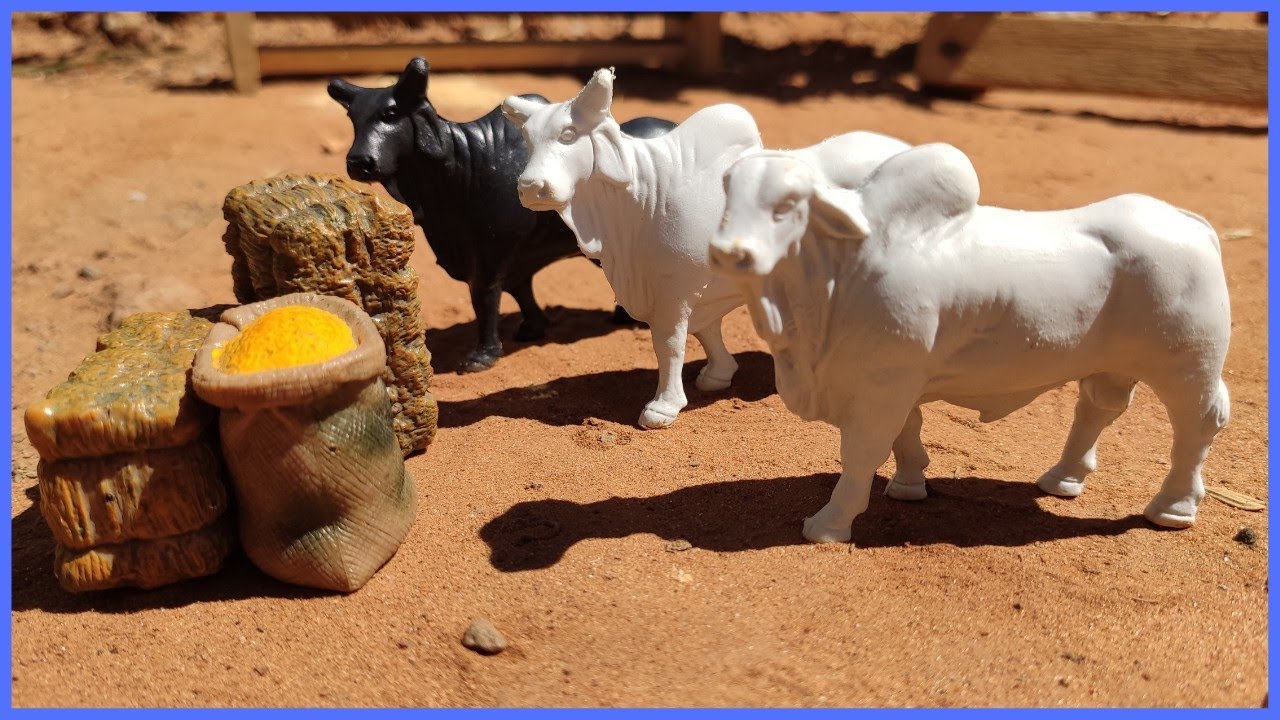 MINI TOUROS NELORE UM DIA DIVERTIDO NA FAZENDA - YouTube