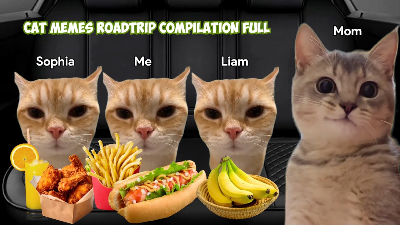 Cat Memes Roadtrip Compilation Full Youtube