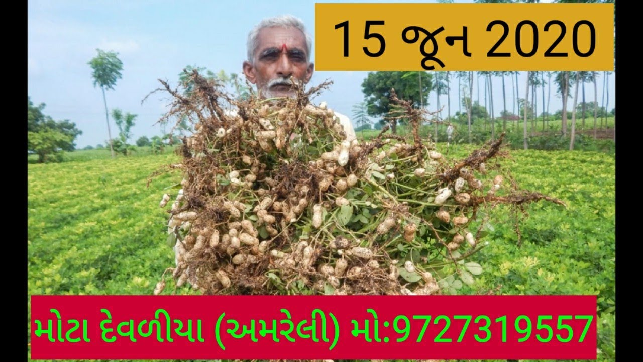મગફળી(Groundnut) | SHET | N.P.K. | Stim Rich | Biofit | Netsurf | Mota ...