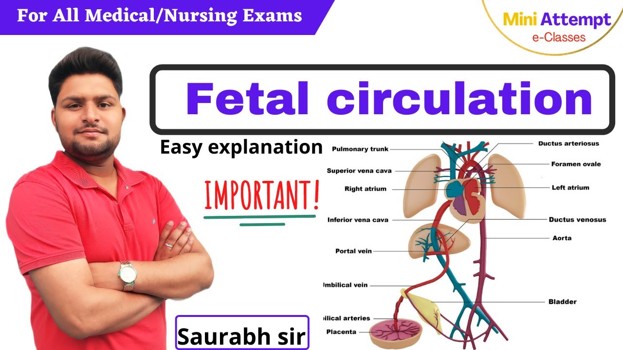 Fetal circulation|| Circulatory system||for Medical ,Nursing Students ...