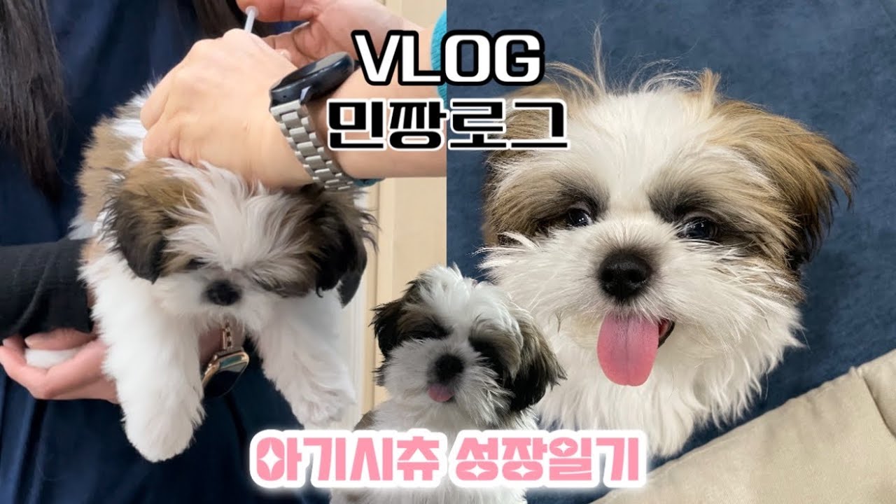 Vlog 시츄가 성장하는 과정 아기시츄 성장일기 퍼피 접종 브이로그 시츄는 사랑입니다 일상 브이로그 강아지