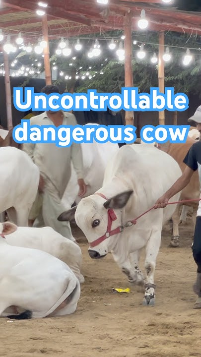 Uncontrol cow|| maweshi mandi|| aggressive cow #bull #cow - YouTube