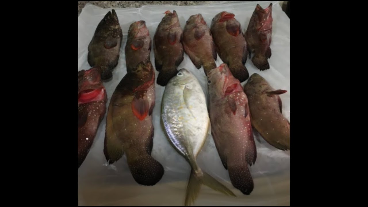 Rock Fishing Ground for Red Hamour ( Grouper ) - YouTube