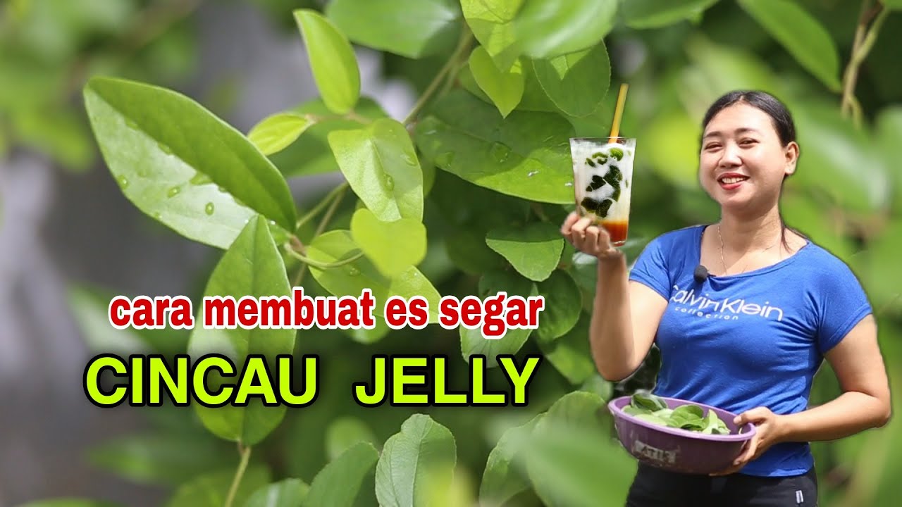 Proses membuat cincau jelly segar || Cincau Jelly - YouTube