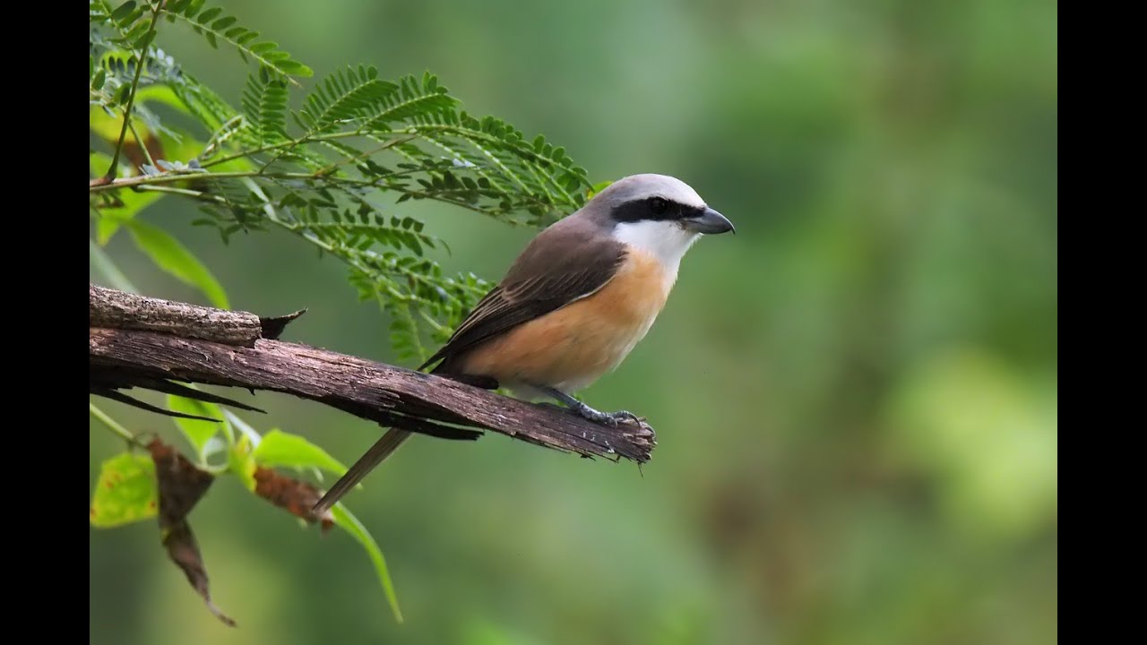 CUTE BROWN SHRIKE MIGRATORY BIRD IN NATURE (HD) - YouTube