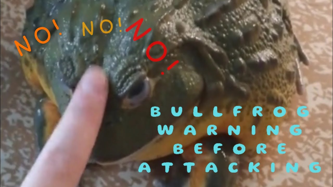 Pixie Frog - YouTube