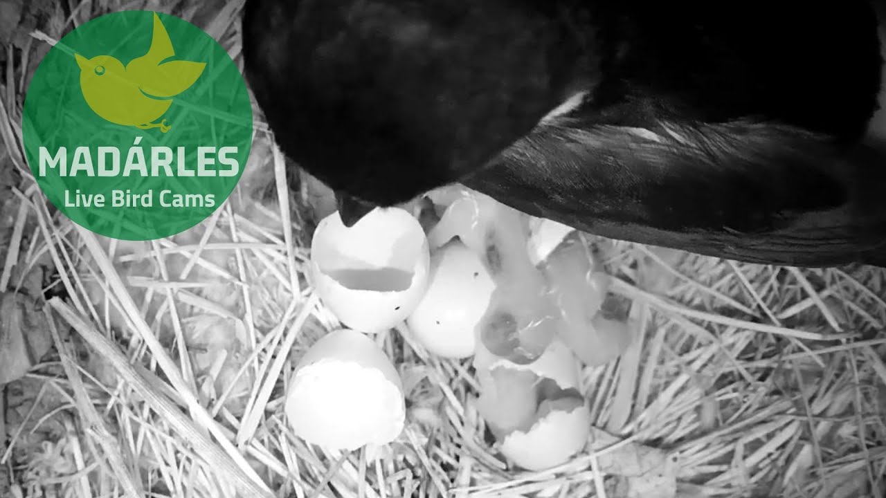 3 house martin chicks hatched - YouTube
