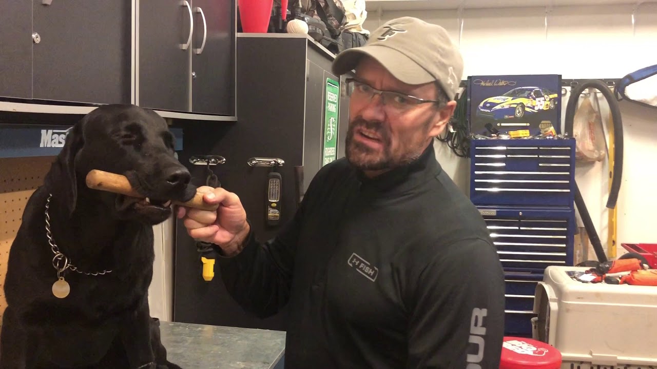 Force Fetch Dog Training - YouTube