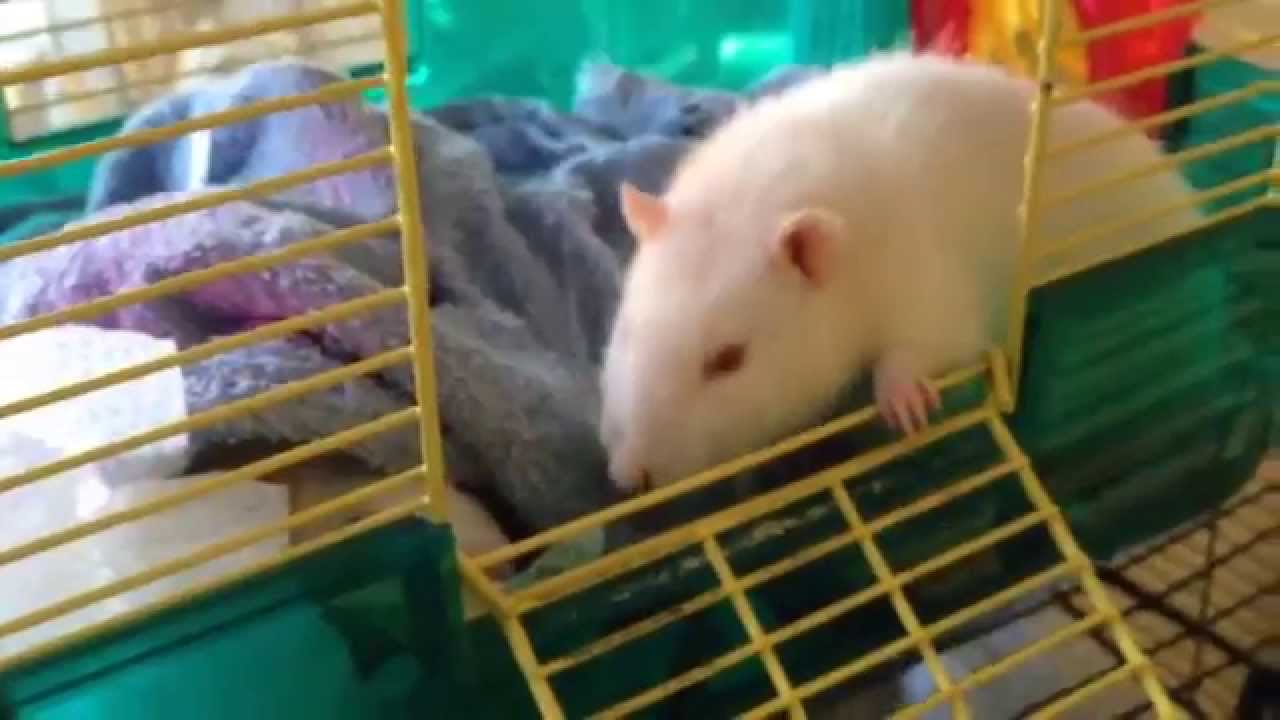 Pet rats waking up - YouTube