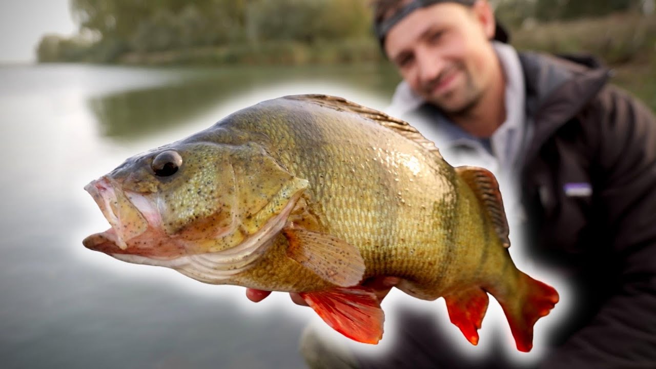 Endlich... der erste gute NL Barsch! Ein Fisch nach dem anderen! - YouTube