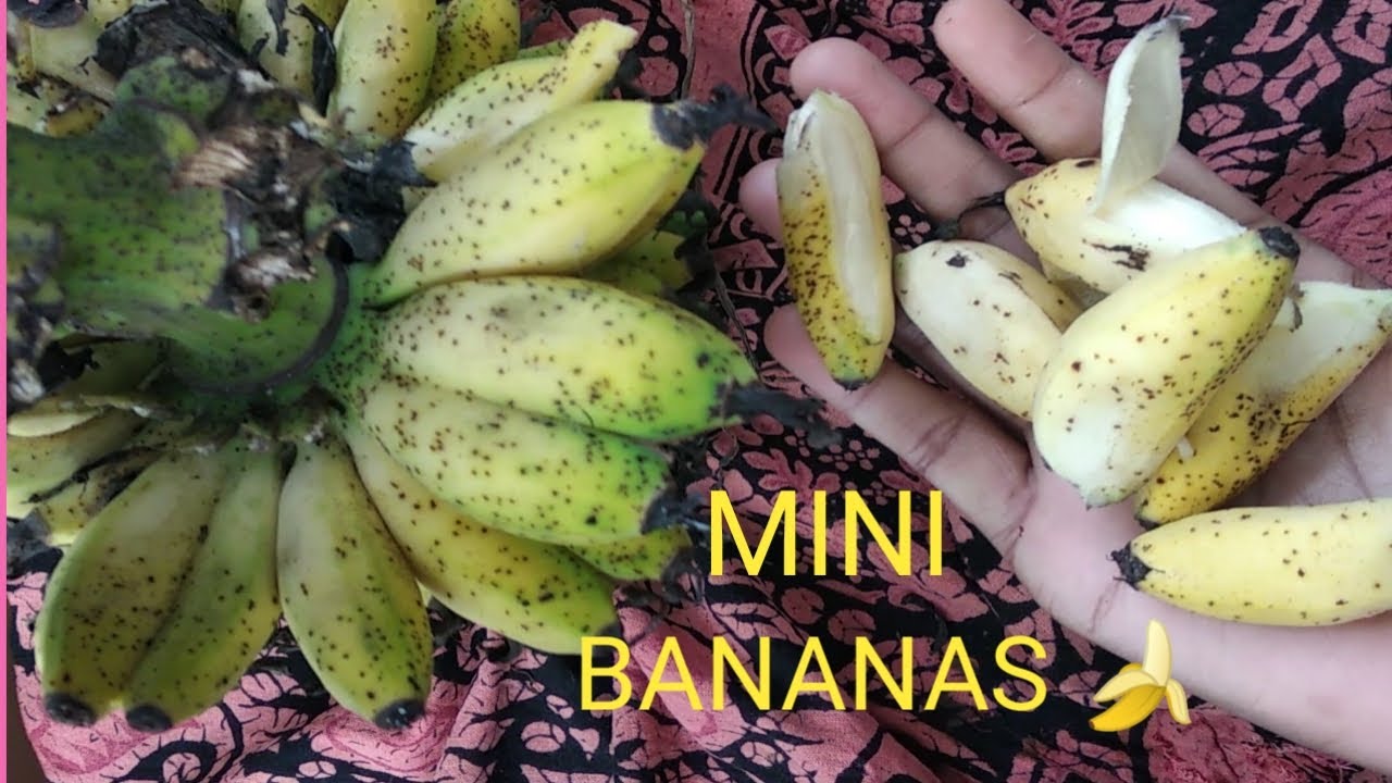 Mini Bananas/small bannas - YouTube