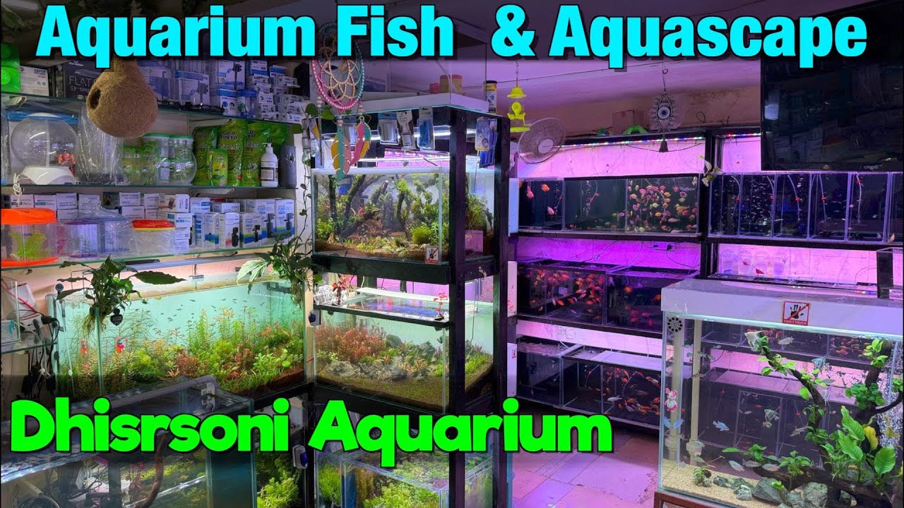 New Fish Stock at Dhir Soni Aquarium I Thane - YouTube
