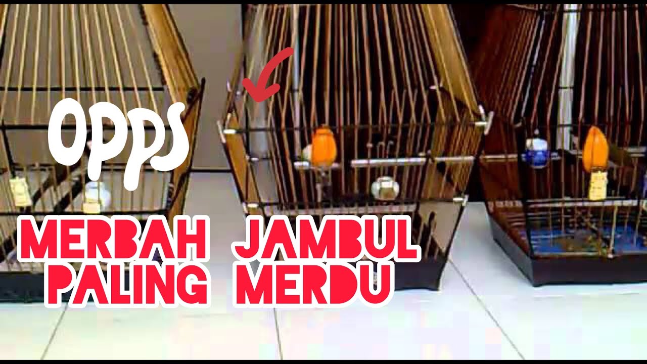 merbah jambul penang gred A.flv - YouTube