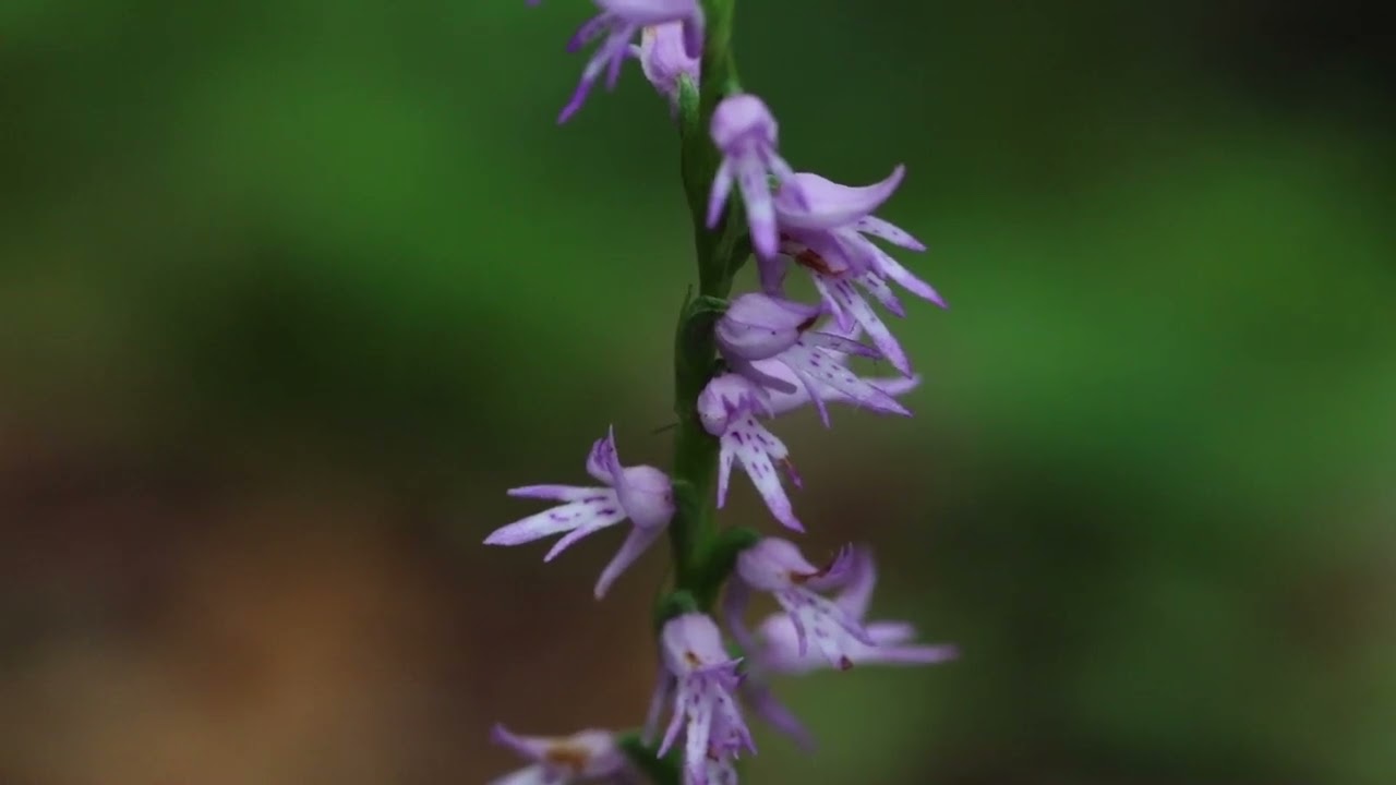 구름병아리난초-Cucullate Neottianthe orchid - YouTube