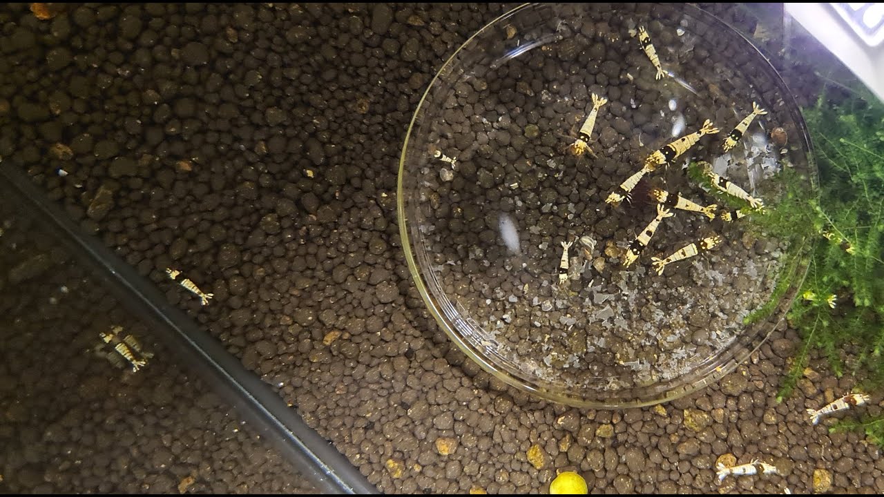 Presenting PBL Shrimp Tank and Update #shrimptank - YouTube