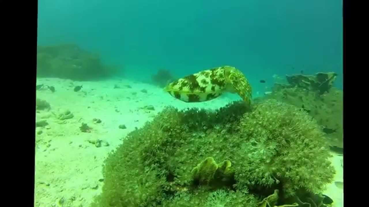 la seiche, ou tout l'art du camouflage - YouTube