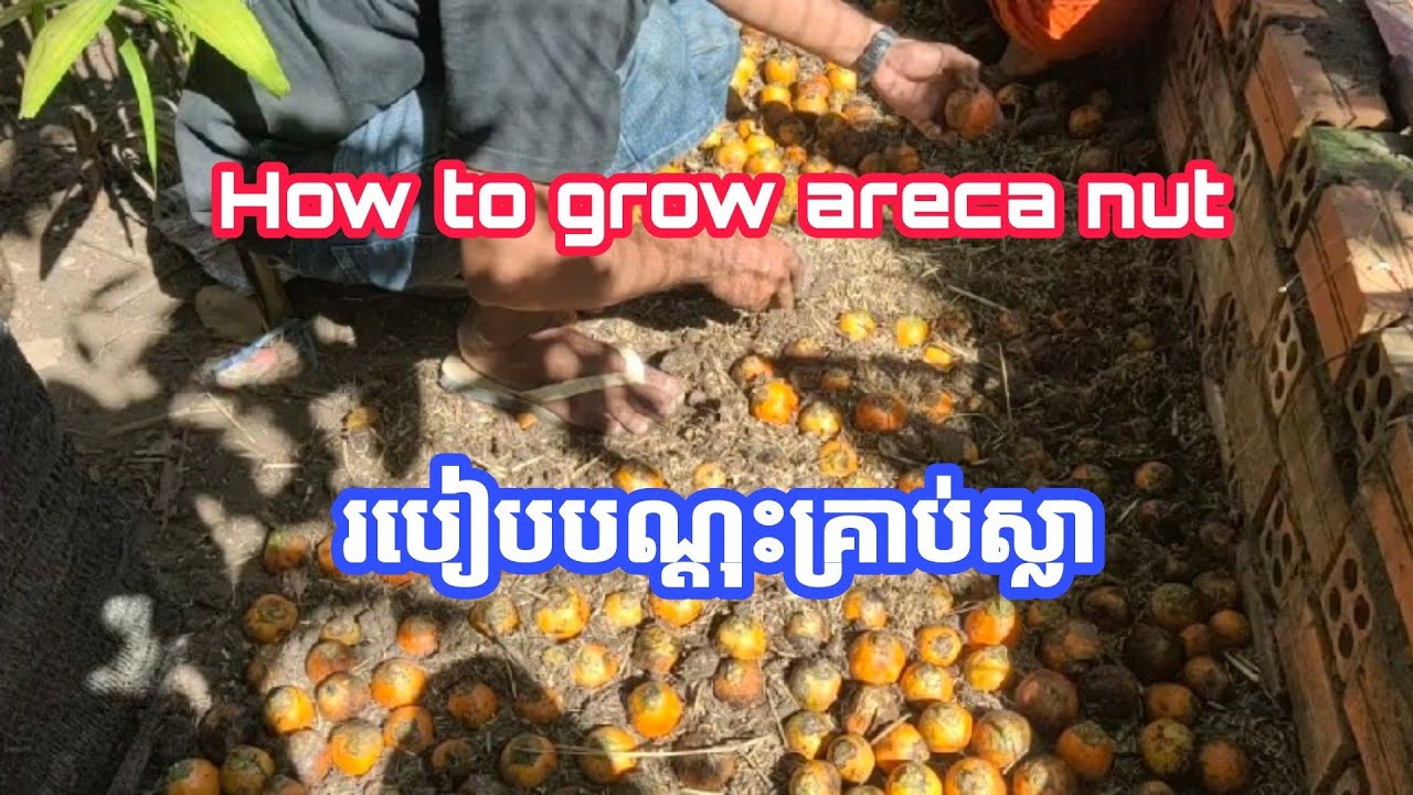 How to grow areca nut seeds/ grow areca nut/areca nut/areca nut seeds ...