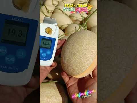 Cantaloupe Melon,Gede Manis Cantik