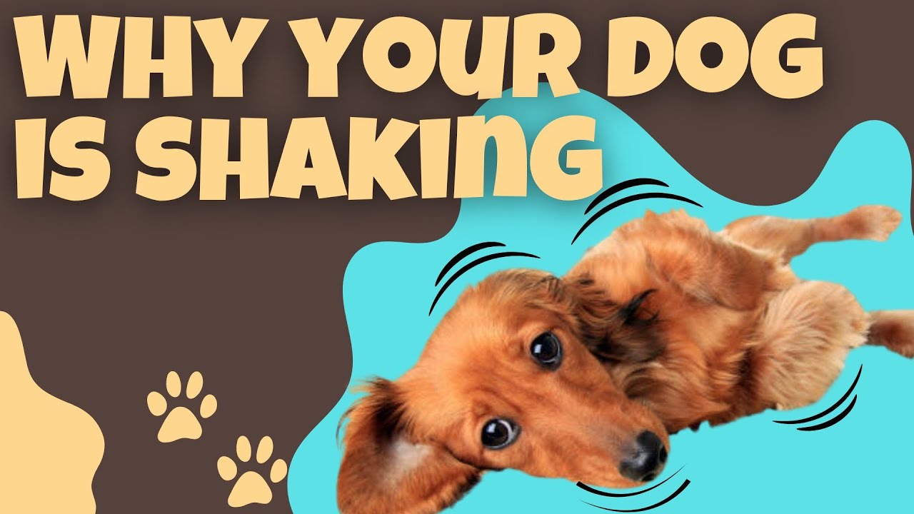 Reasons Why Your Dog Is Shaking and How to Help Them - YouTube