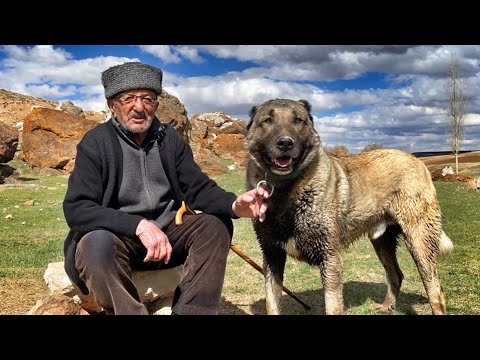 100 YAŞINDAKİ KANGAL USTASI YAŞAYAN TARİH BAHRİ ÇİÇEK ( KANGAL BELGESELİ )