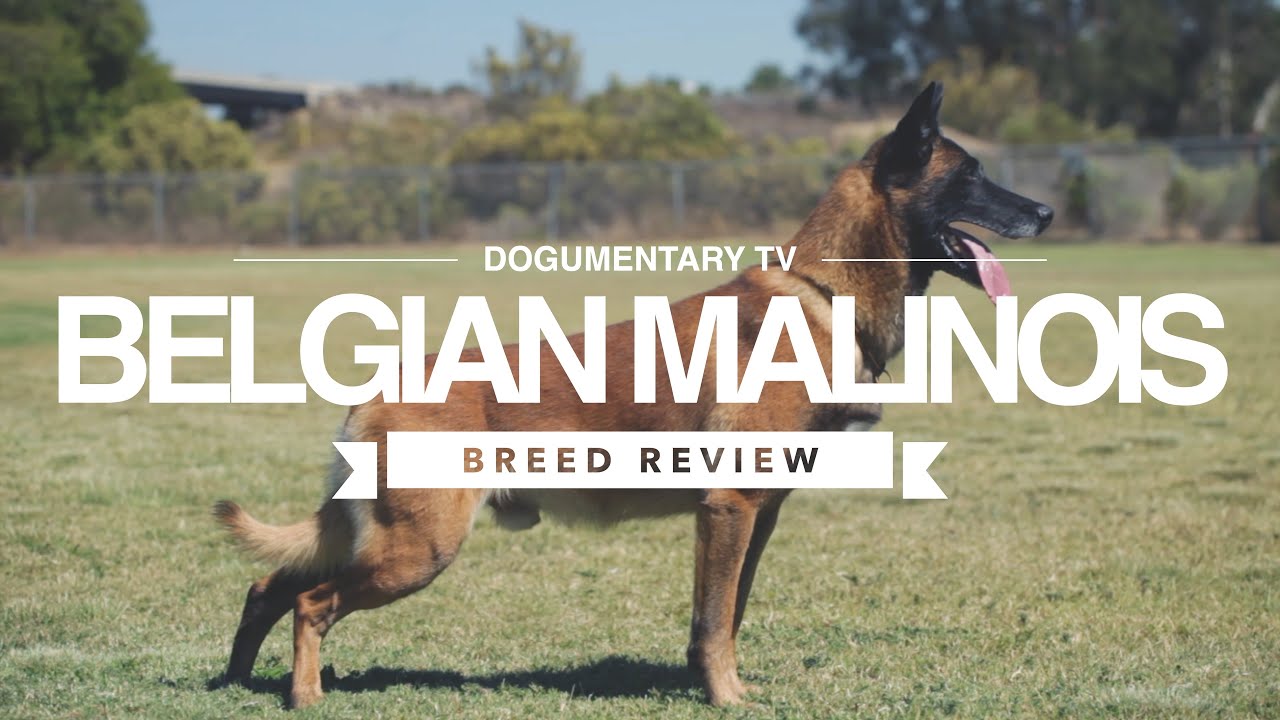 BELGIAN MALANOIS BREED REVIEW - YouTube