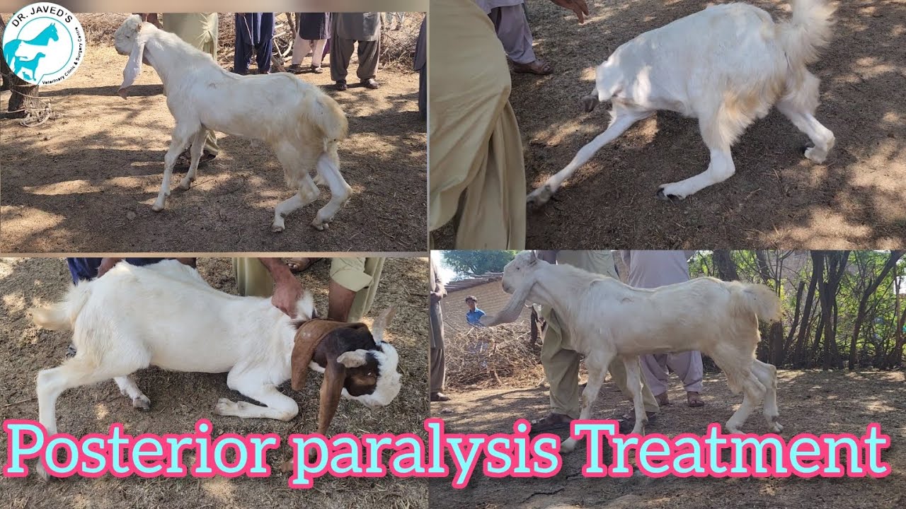 Kumri |بکروں میں فالج کا علاج|Posterior paralysis in goat#goat# ...