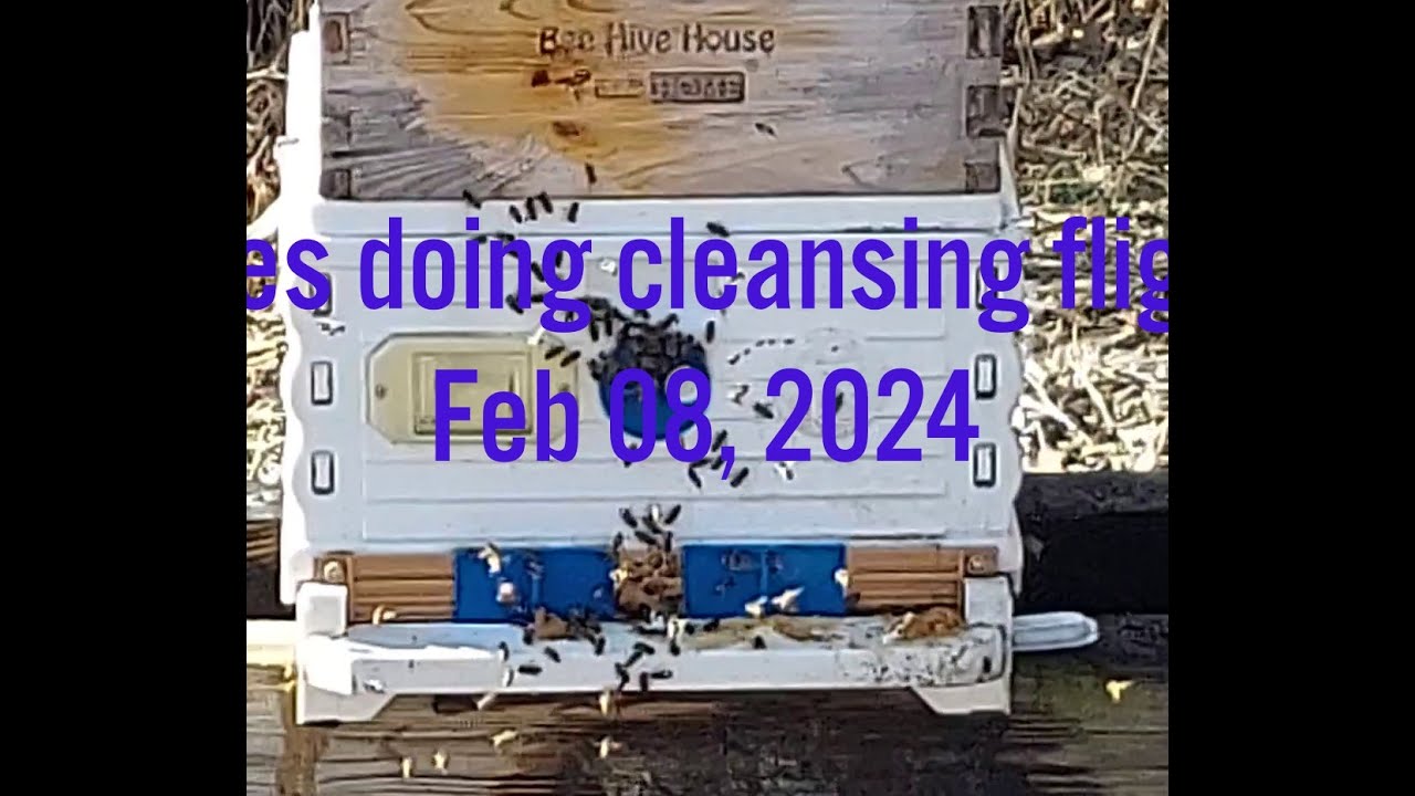 Bee cleansing flights - YouTube
