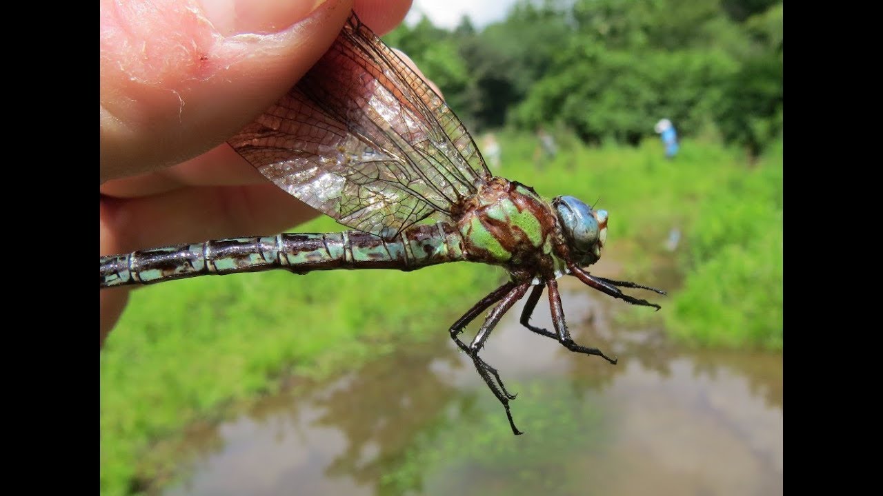 How to catch a DragonFly, Simple Tricks - YouTube