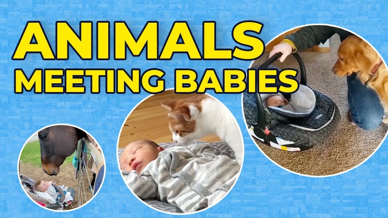 Top 10 Animals Meeting Babies - YouTube