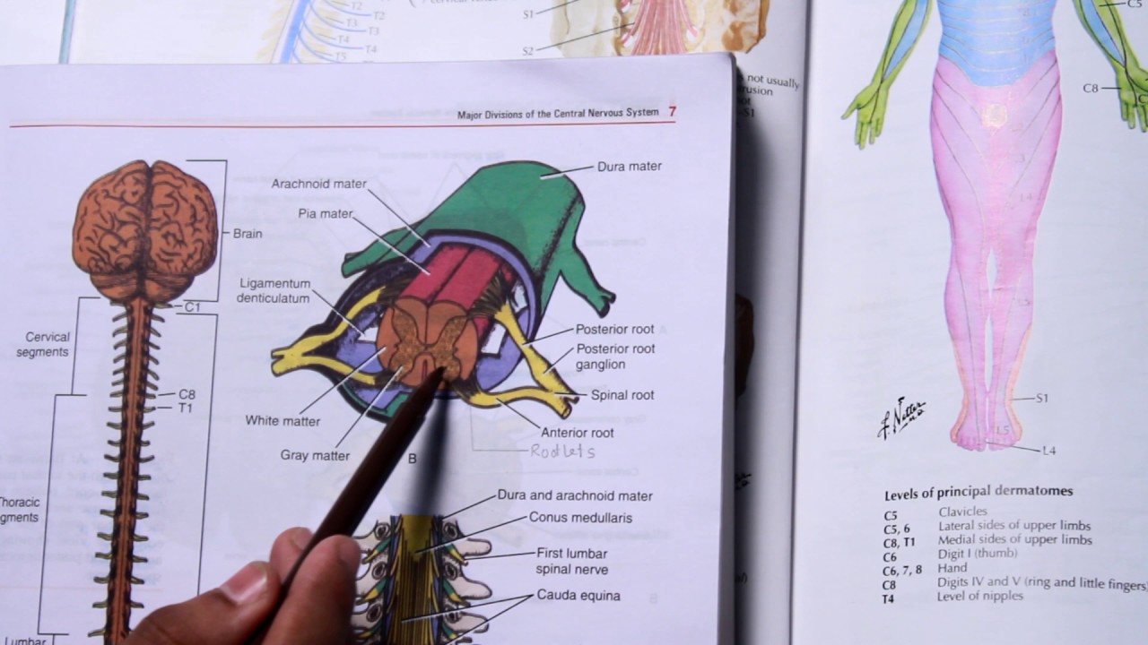 Neuroanatomy #3 : spinal nerve,spinal nerve root,rami - YouTube